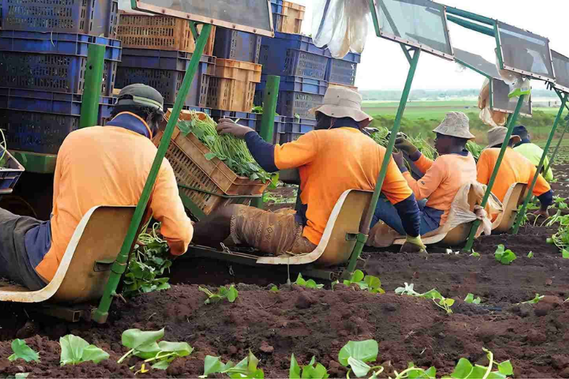 Modern Slavery Risk in NSW Labour Scheme | PALM Concerns