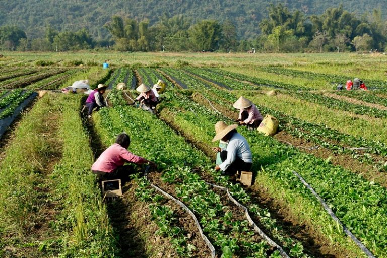 Rural Labour in Transition: Agriculture to E-Commerce Jobs